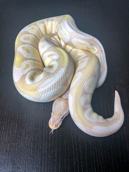Lavender Snow (VPI Axanthic) Ball Python by Patrick Ryan Ball Pythons