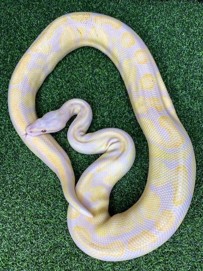 GHI Lavender 100% Het Pied PROVEN BREEDER Ball Python by Patrick Ryan ...