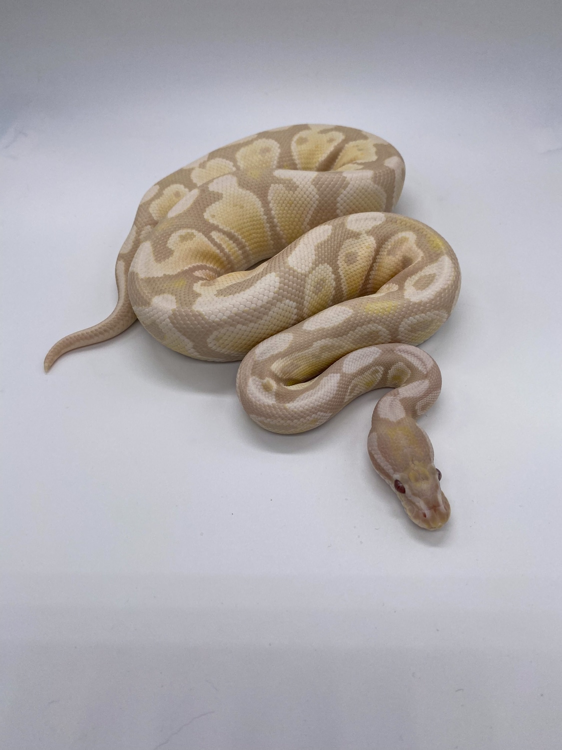 Adult Proven Breeder Lavender Snow (VPI) Ball Python by Patrick Ryan ...