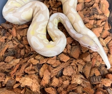 Adult Proven Breeder Lavender Snow (VPI) Ball Python by Patrick Ryan ...