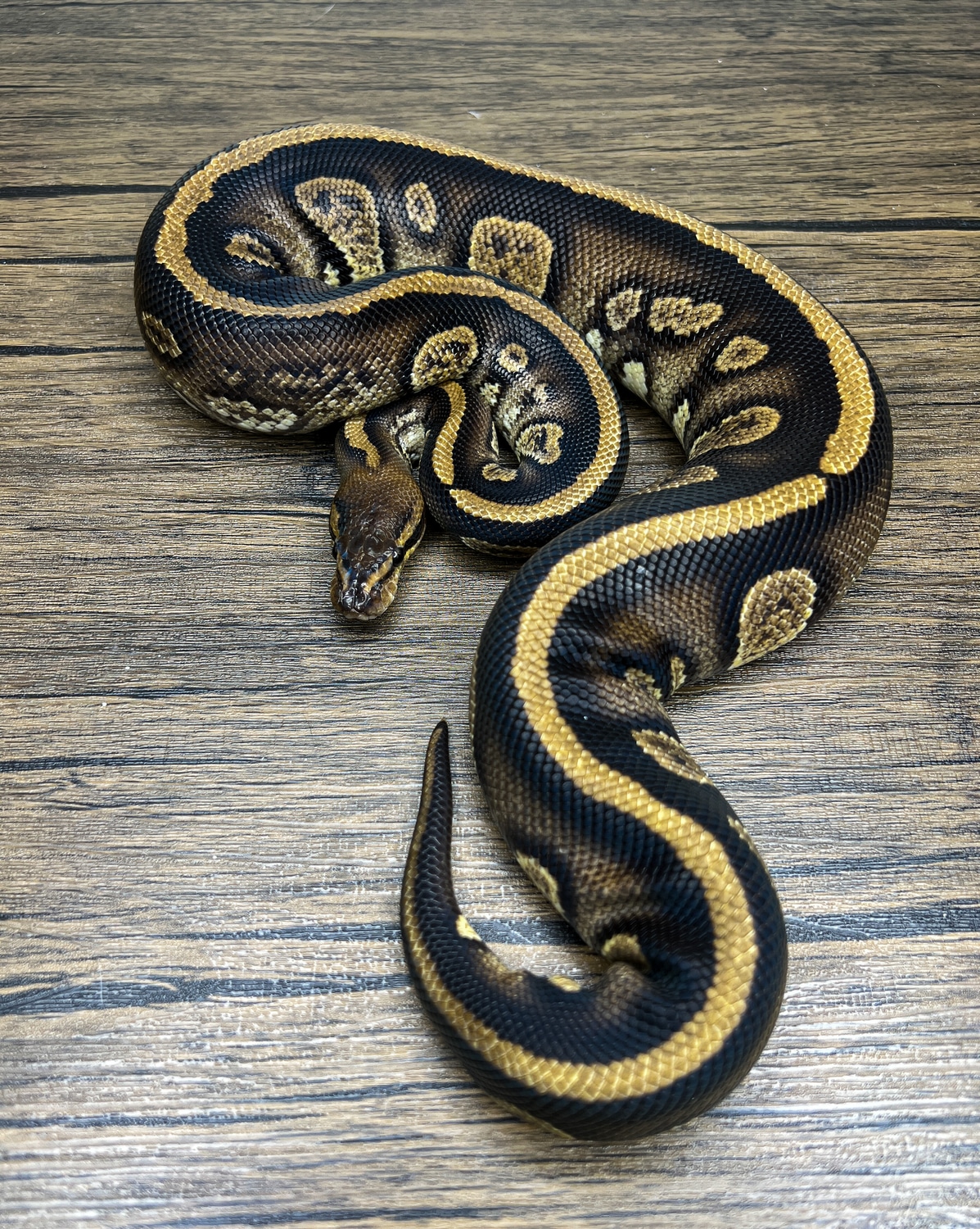 Stranger Ball Python by Patrick Ryan Ball Pythons - MorphMarket