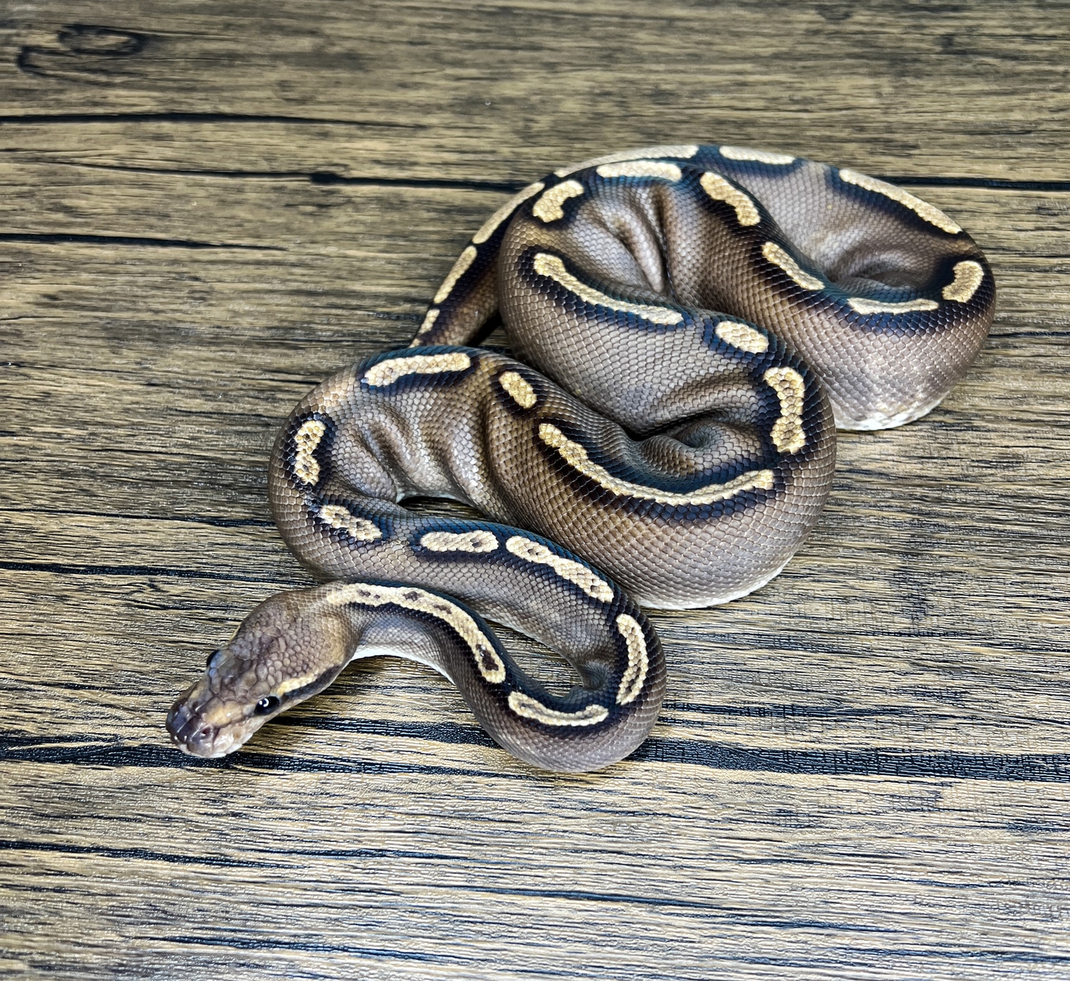 Adult Breeder Male GHI Stranger 50% Het Albino Clown Ball Python by ...