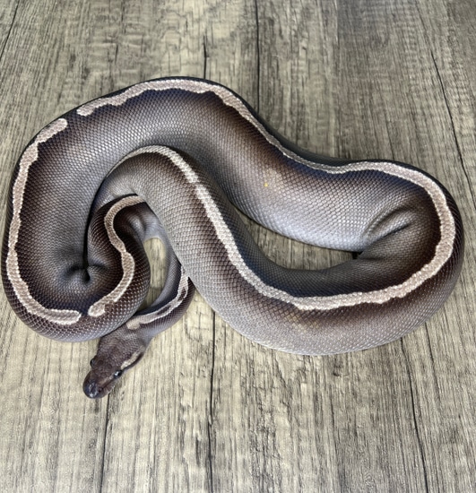 GHI Mojave 100% Het Lavender 50% Het Pied Ball Python by Patrick Ryan ...
