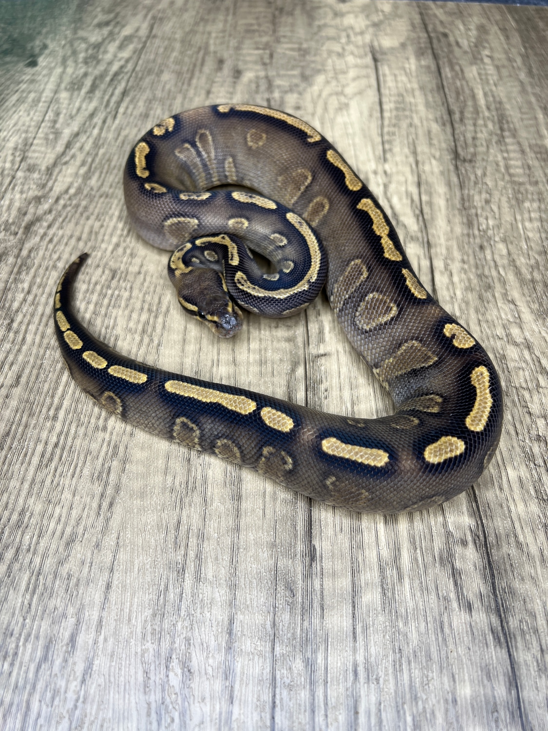 GHI Ember Stranger 50% Het Hypo Ball Python by Patrick Ryan Ball Pythons - MorphMarket