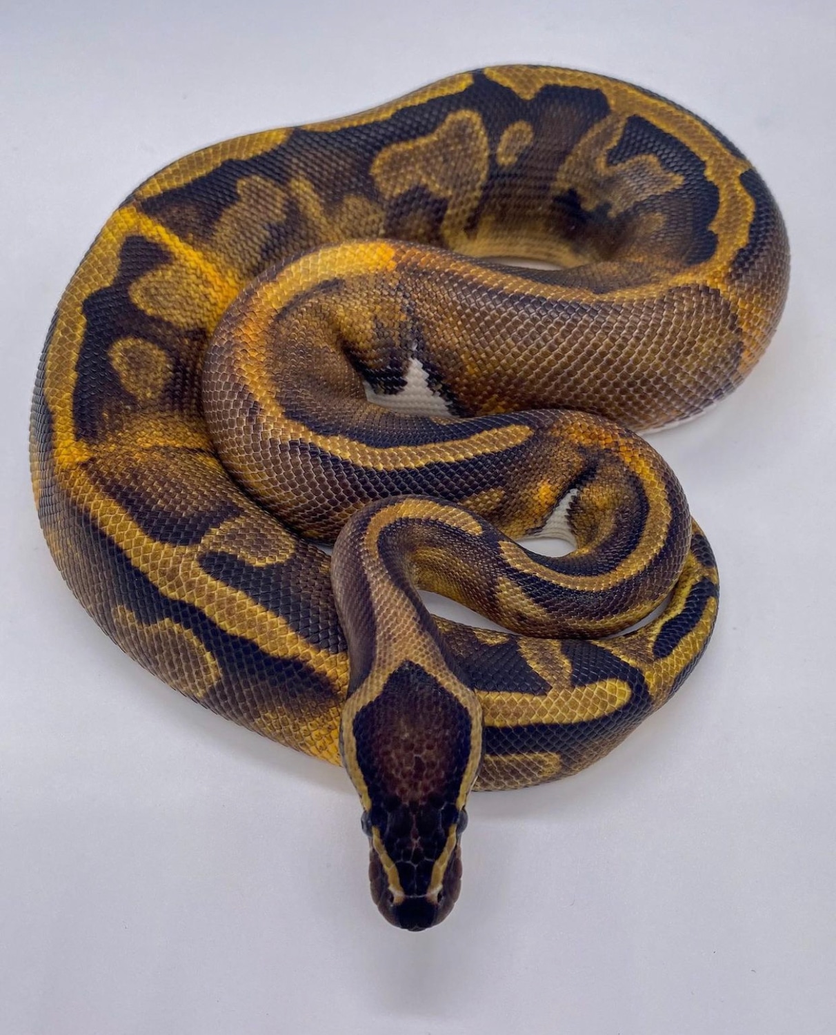 Ghi Pied 100 Het Lavender Ball Python By Patrick Ryan Ball Pythons