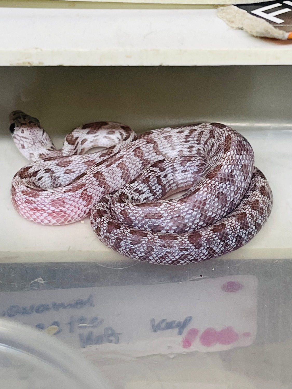 2021 Hypo Shatter (Cinder Sunkissed) Female Corn Snake by Prestige ...