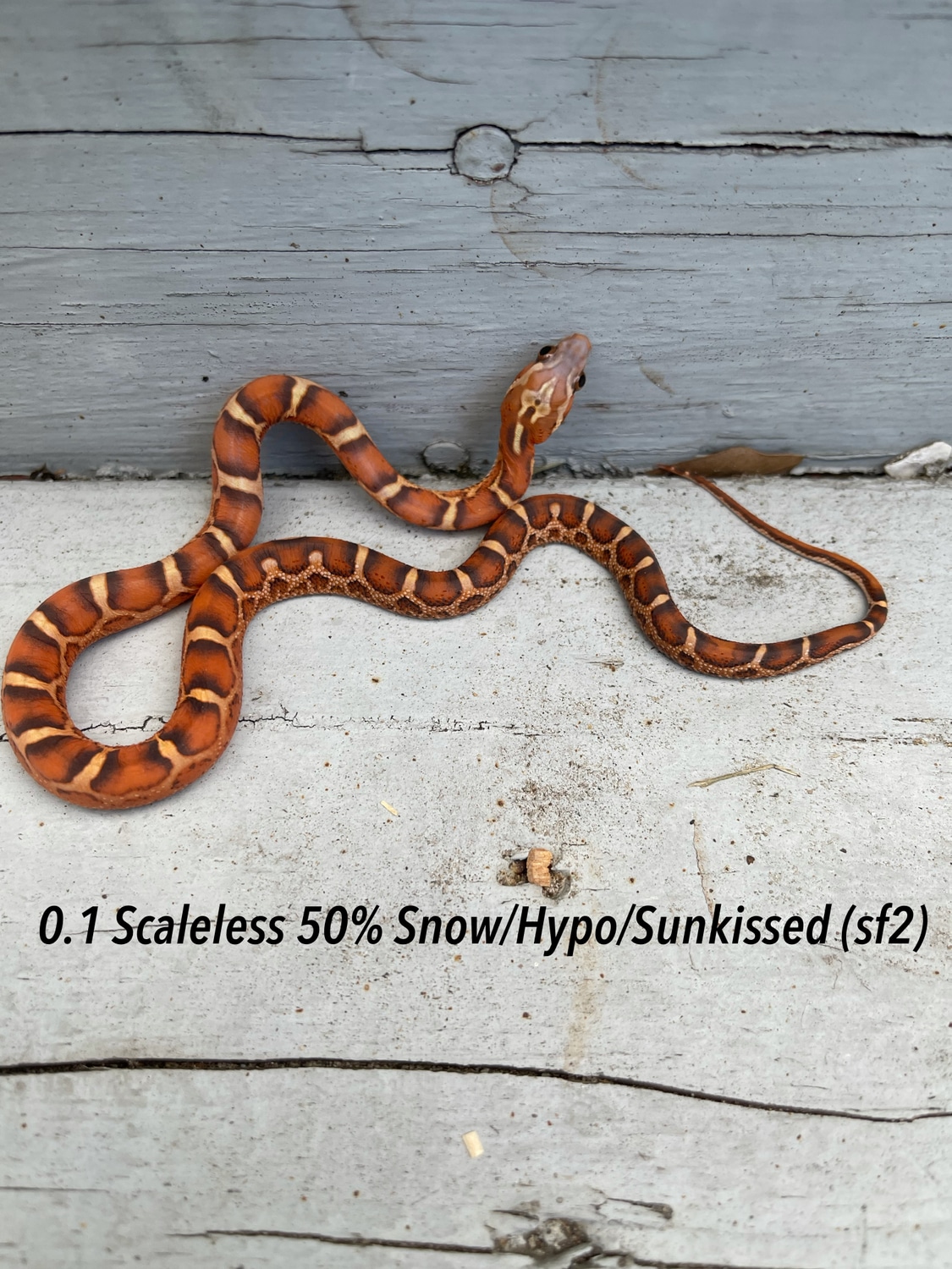 Scaleless 50% Snow 50% Hypo 50% Sunkissed (Sf2) Corn Snake by Prestige ...