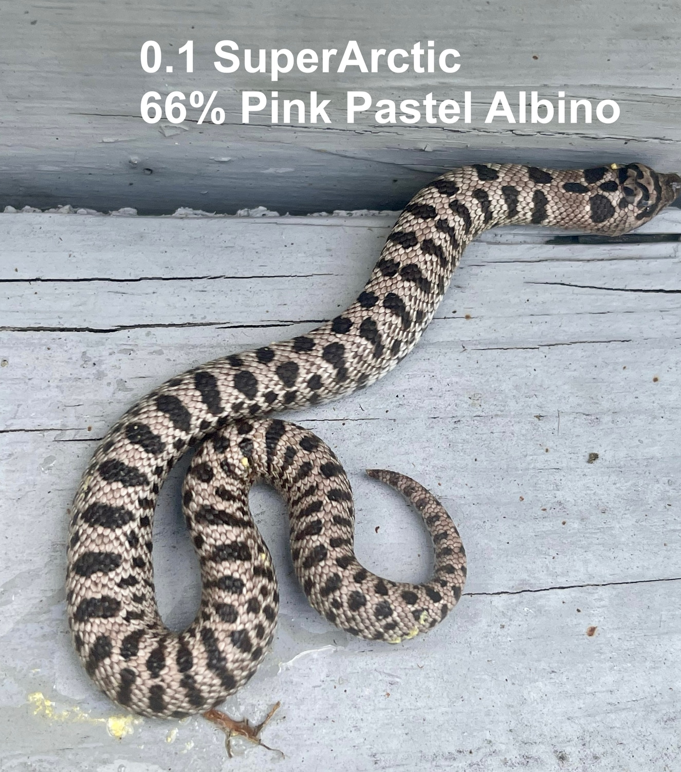 SuperArctic 66 Het Pink Pastel Albino Female Western Hognose by ...