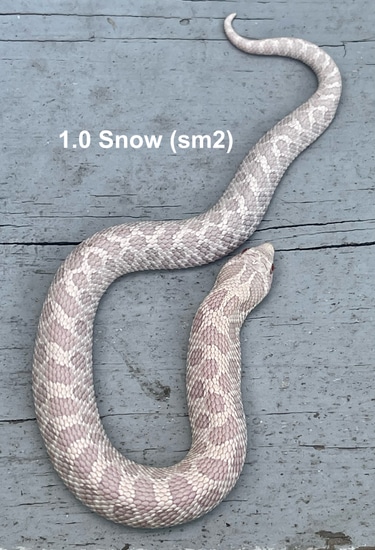 Snow Western Hognose by Prestige worldwide hognose