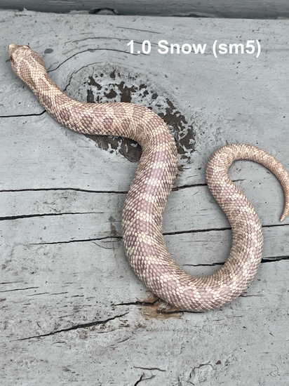 Snow Western Hognose by Prestige worldwide hognose