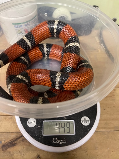 Het Albino Het Aberrant Nelson's Milk Snake by Prestige worldwide hognose