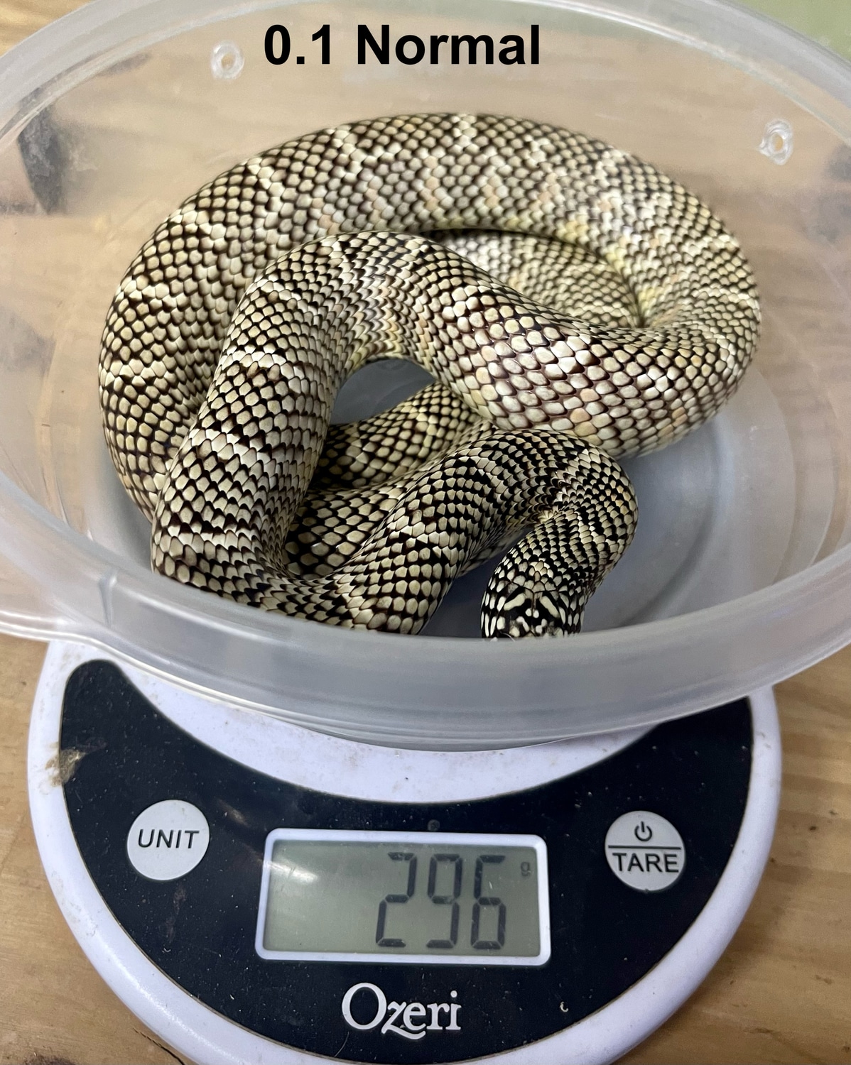 Normal Florida Kingsnake by Prestige worldwide hognose - MorphMarket