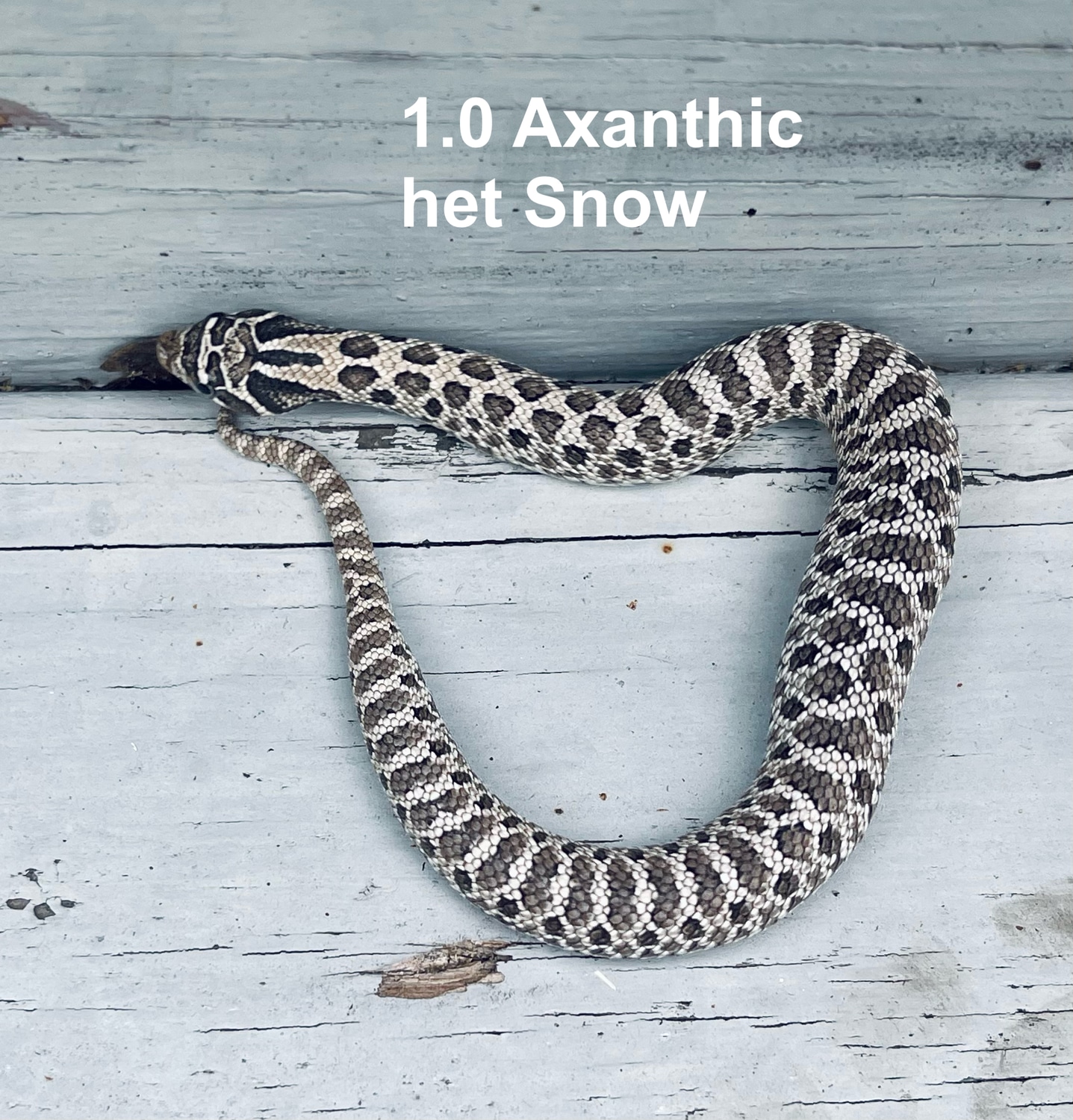 Axanthic Het Snow Western Hognose by Prestige worldwide hognose ...