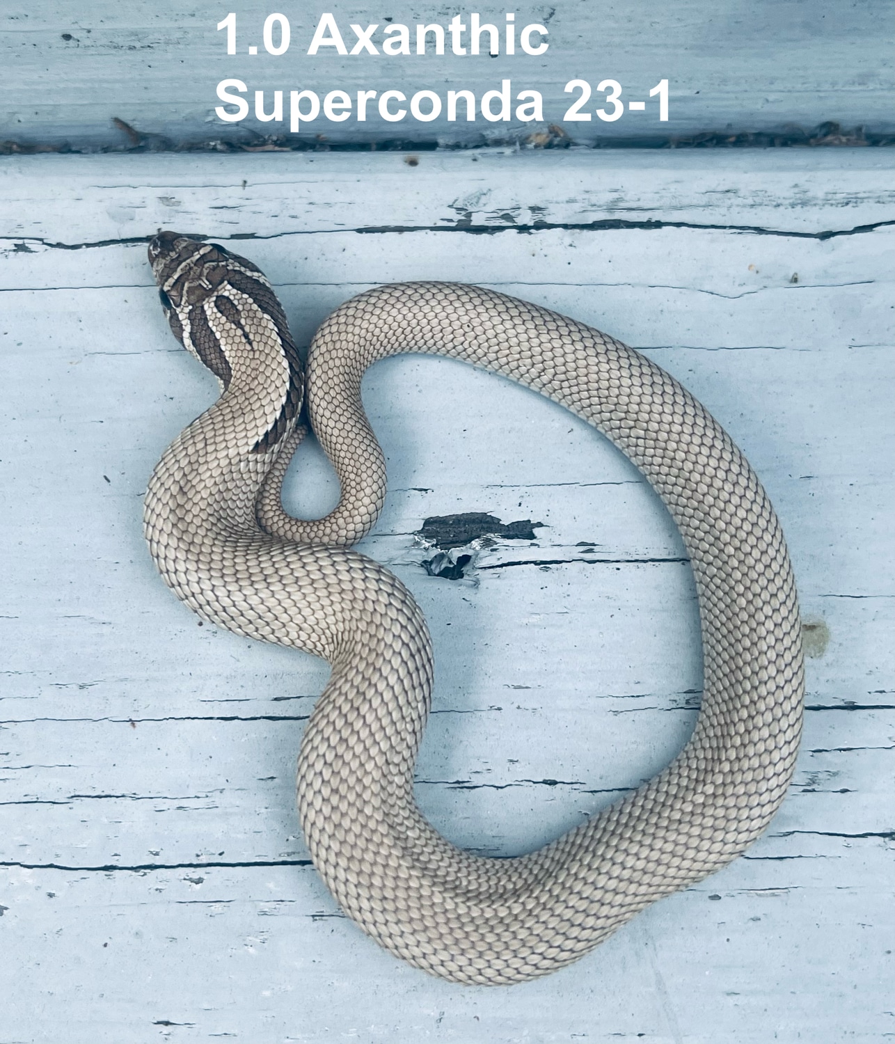 Axanthic Superconda Western Hognose by Prestige worldwide hognose ...