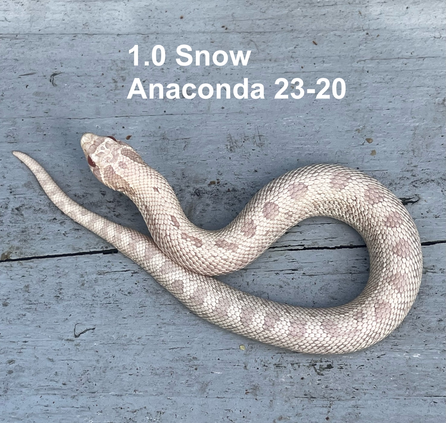 Yeti Snow Anaconda Western Hognose by Prestige worldwide hognose ...