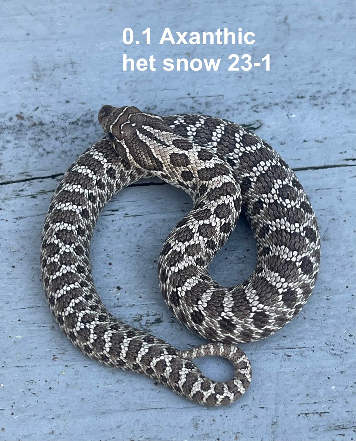 Axanthic Het Snow Western Hognose by Prestige worldwide hognose ...