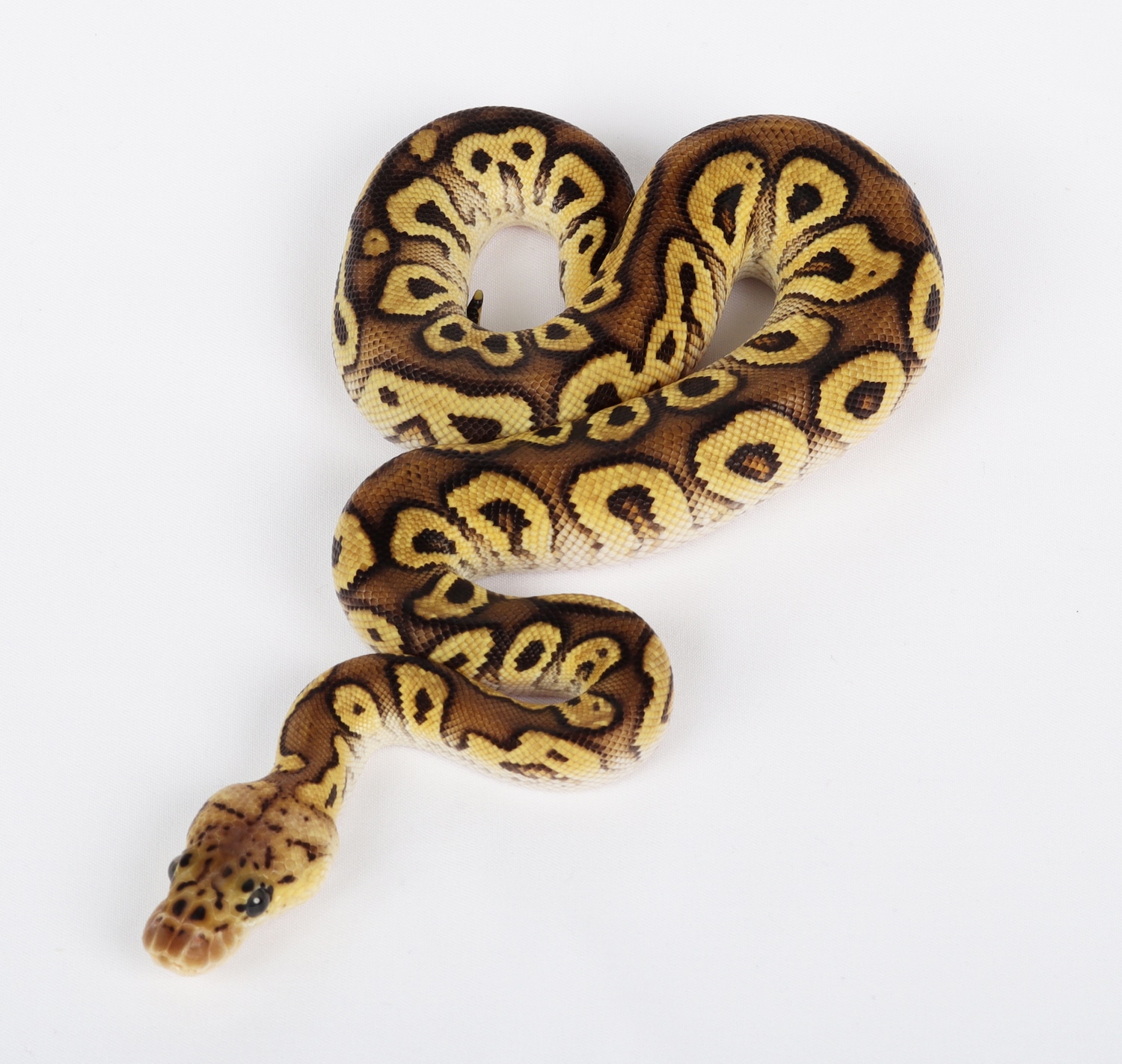 Pastel Cypress Clown Male Ball Python by Precision Pythons - MorphMarket