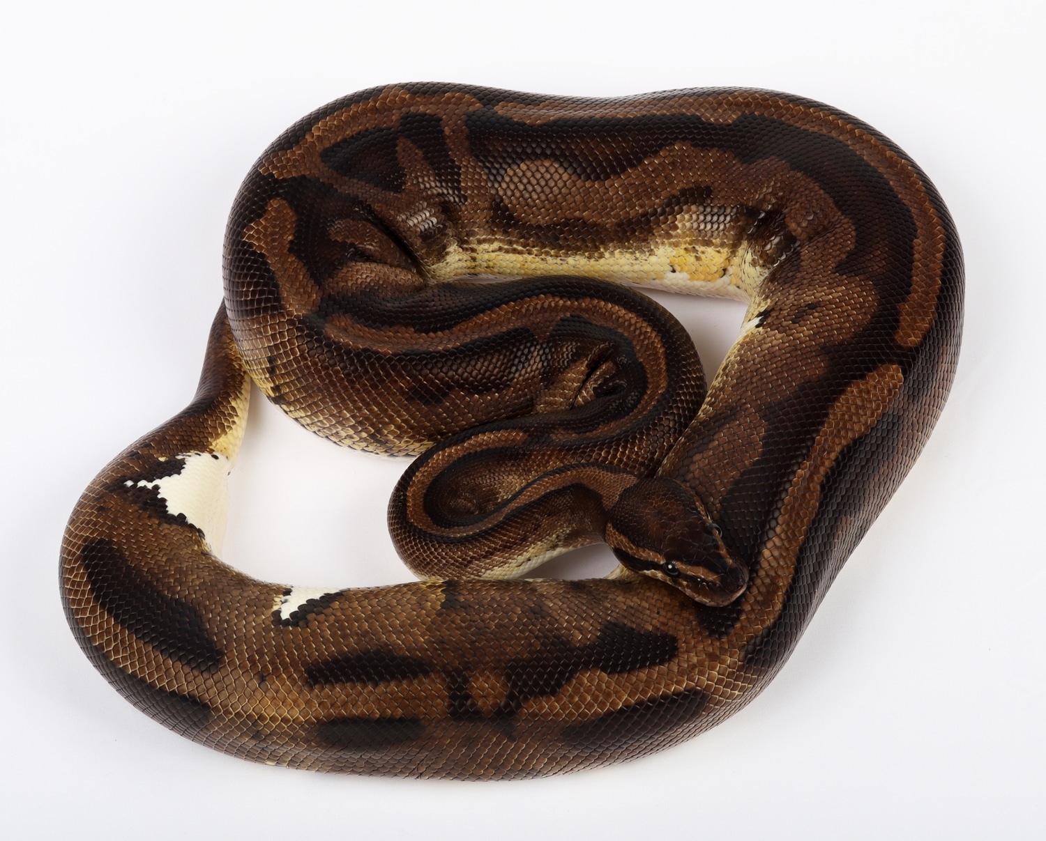 Proven Pied Female Ball Python by Precision Pythons - MorphMarket