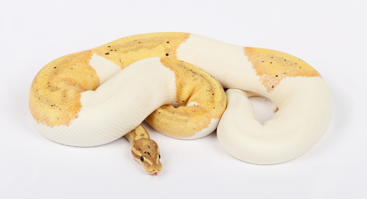2020 Coral Glow Pied Female Ball Python by Precision Pythons - MorphMarket