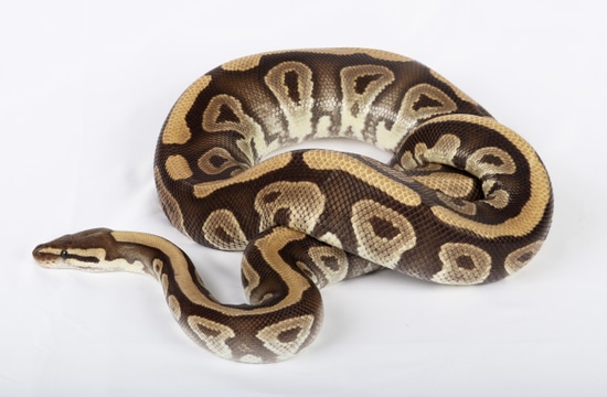 Proven Mystic 100% Het Clown Female Ball Python by Precision Pythons