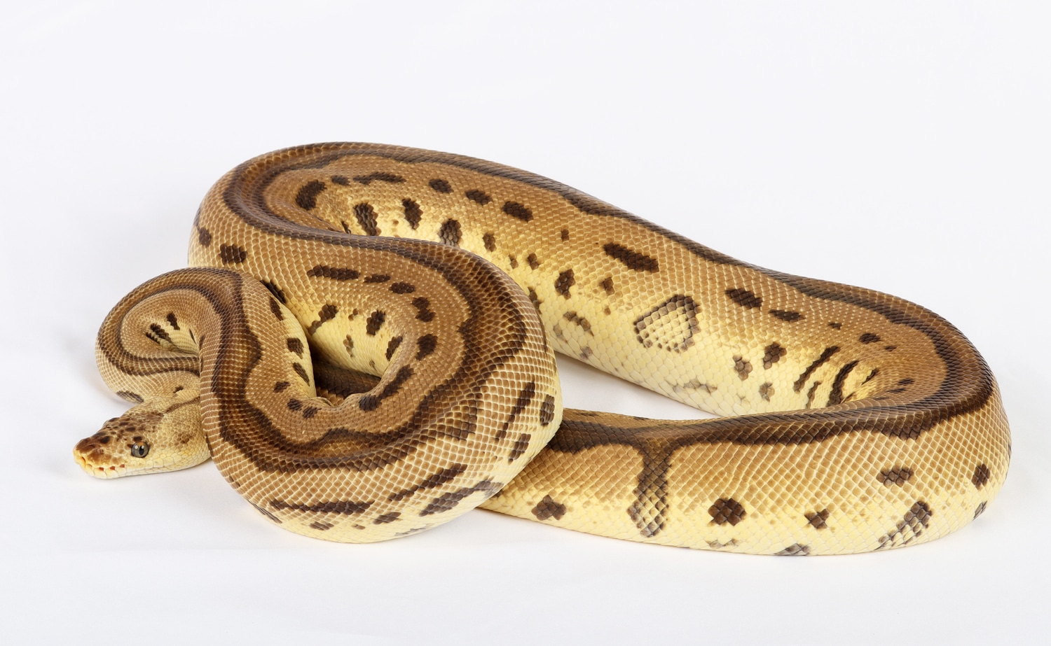 Proven Pastel Leopard Clown Female Ball Python by Precision Pythons ...