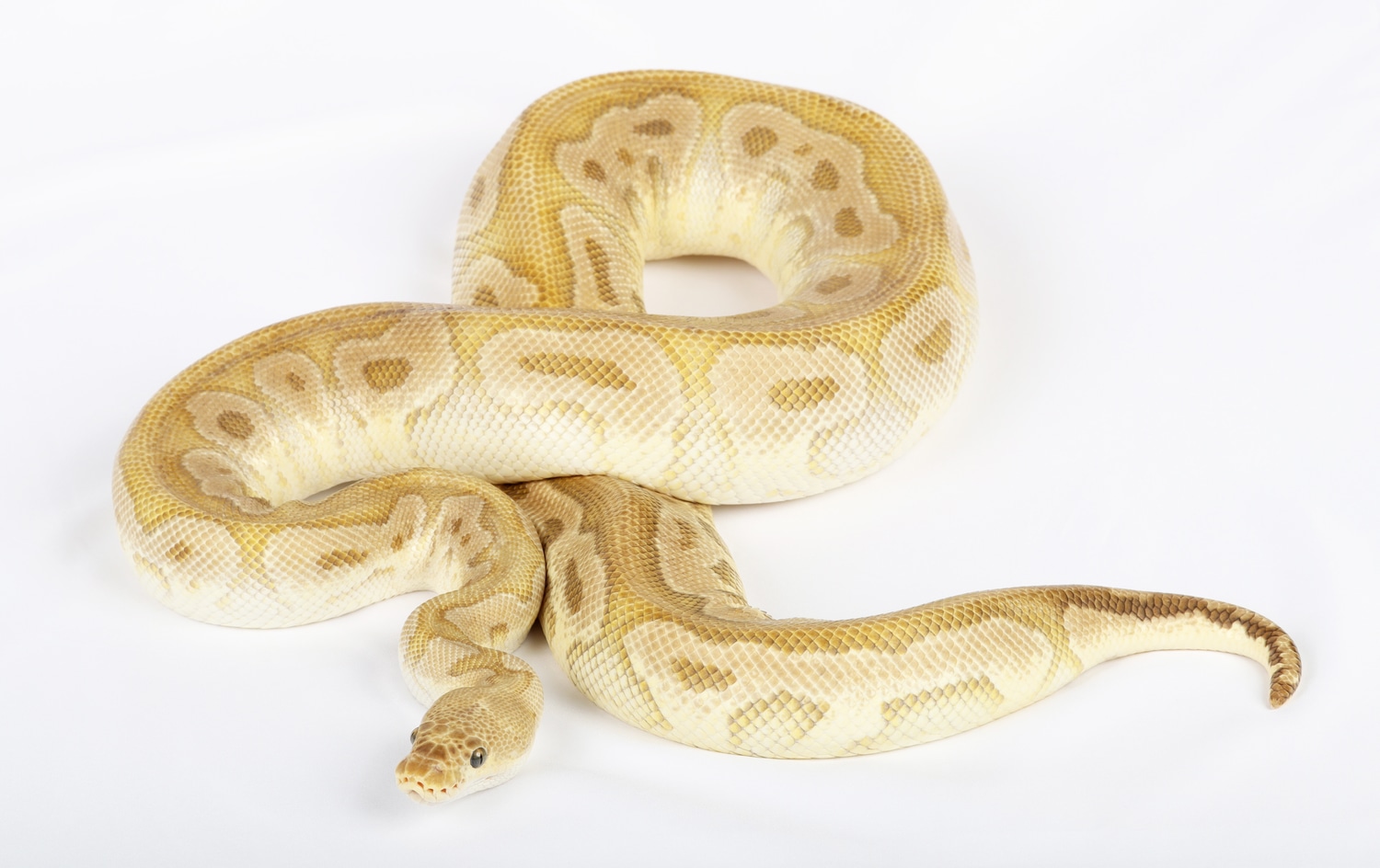 Proven Pastel Mojave Clown Female Ball Python by Precision Pythons ...