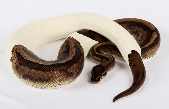 Proven Pied Female Ball Python by Precision Pythons