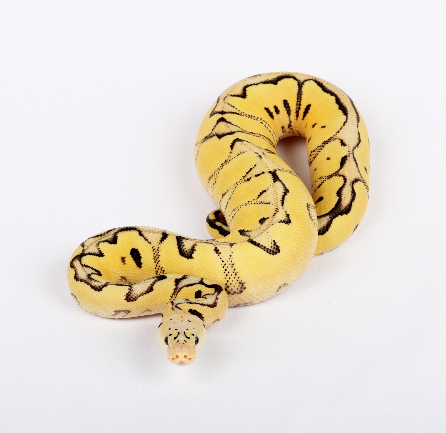 Pastel Desert Ghost Clown Female Ball Python by Precision Pythons ...