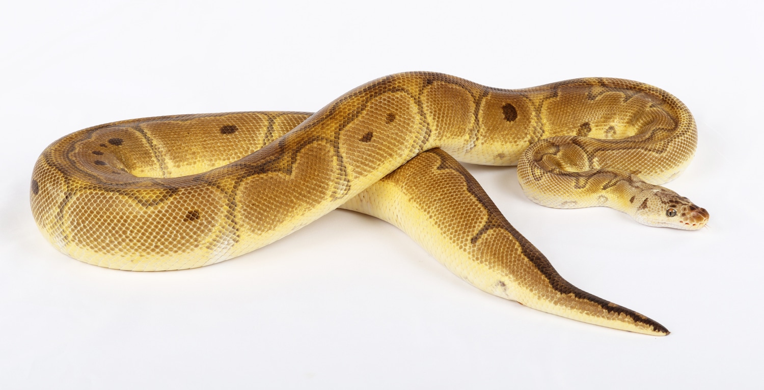 Adult Pastel Clown Female Ball Python by Precision Pythons - MorphMarket