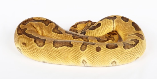Adult Enchi Clown Female Ball Python by Precision Pythons