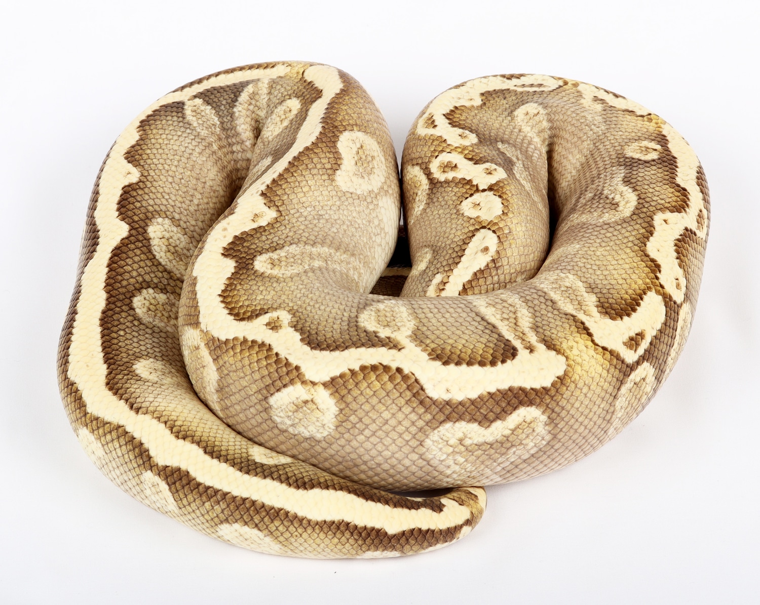 Pastel Mojave GHI Fire 100% Het Clown Female Ball Python by Precision ...