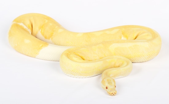 Proven Albino Pied Female Ball Python by Precision Pythons