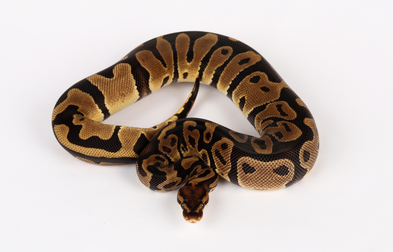 Leopard 100% Double Het Desert Ghost Clown Female Ball Python by ...