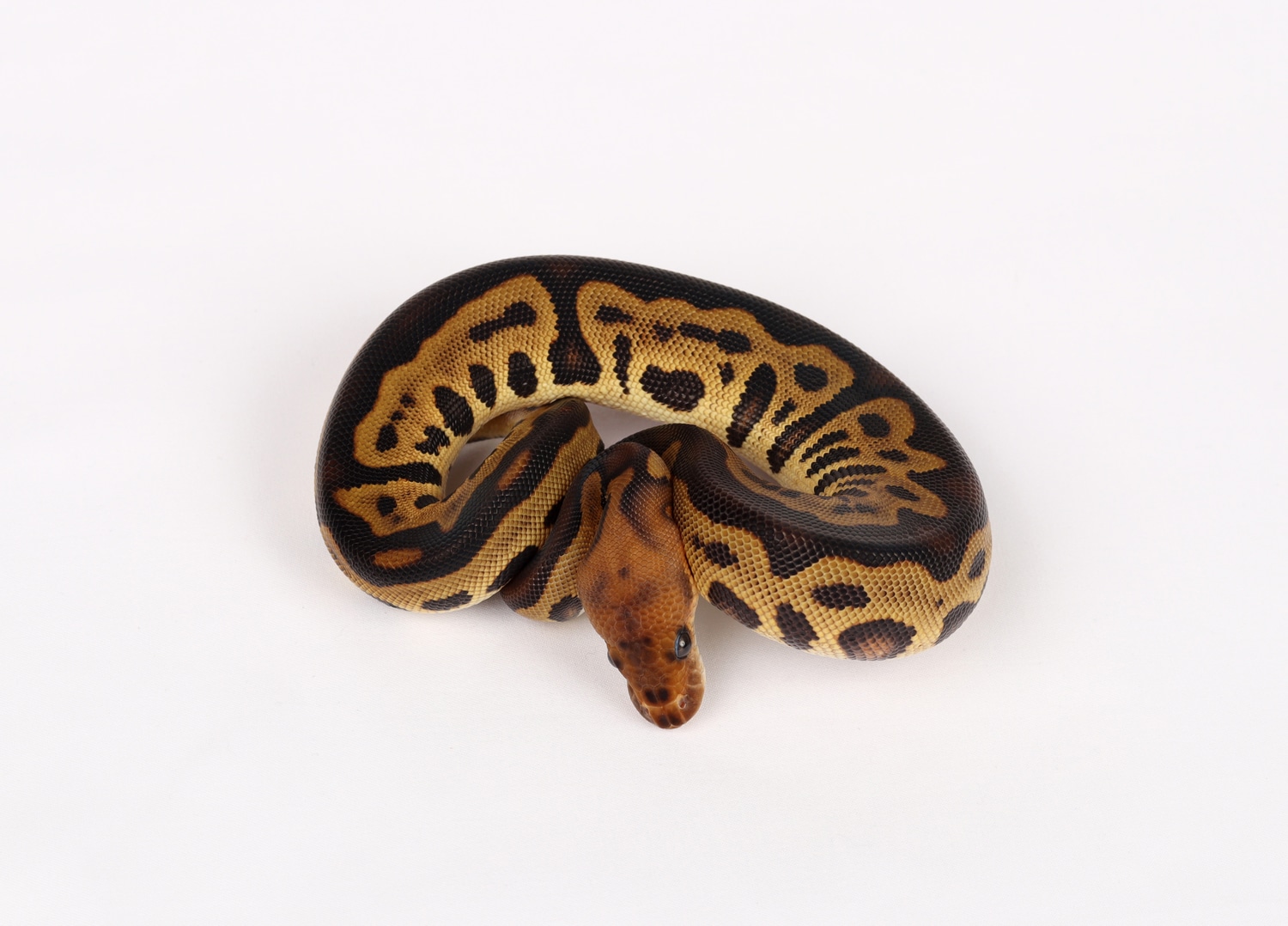 Cypress Leopard Clown Female Ball Python by Precision Pythons - MorphMarket