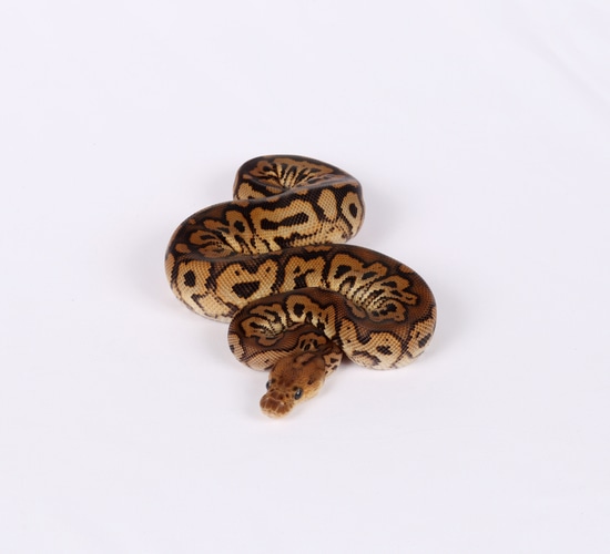 Black Pastel Red Stripe Spotnose Clown Male Ball Python by Precision ...