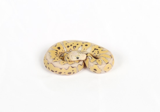 No Reserve - Killer Clown Desert Ghost Female Ball Python by Precision ...