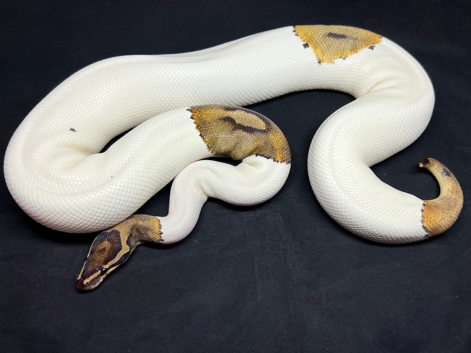 Piebald Het DG 2,8kg Ball Python by Precisionsnakes - MorphMarket