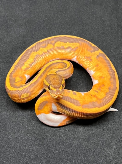 Ultramel Pied Pos OD Ball Python by Precisionsnakes