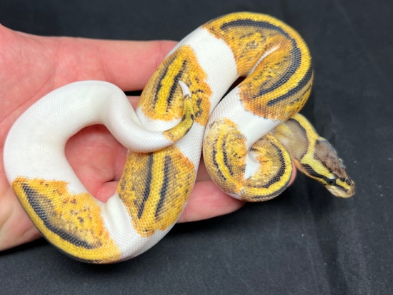 Stranger Pastel Pied Ball Python by Precisionsnakes