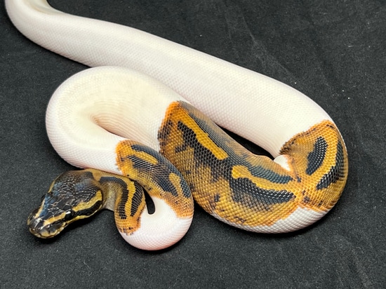 Stranger Pied Ball Python by Precisionsnakes