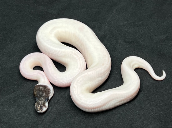 Panda Pied Ball Python by Precisionsnakes