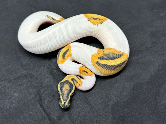 YB DG Pied Ball Python by Precisionsnakes