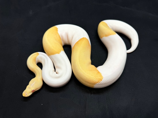Pinstripe Albino Pied Ball Python by Precisionsnakes