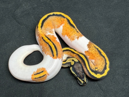 OD YB Pastel Pied Ozzy Line Ball Python by Precisionsnakes