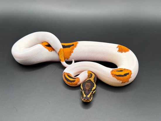 OD YB Pied (Ozzy Line) Ball Python by Precisionsnakes