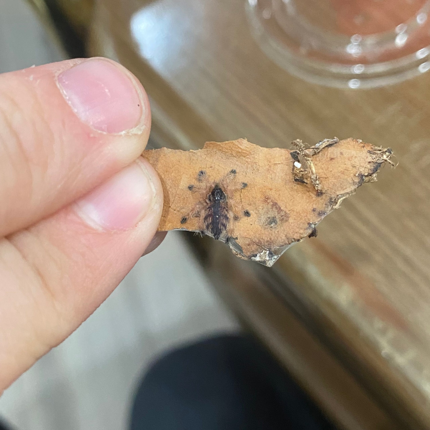 Avicularia Minatrix (Venezuelan Red-Stripe Pink-toe) Tarantula by ...