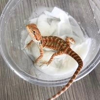 Blue Bar Bearded Dragons Central Bearded Dragon by Predator and Prey ...