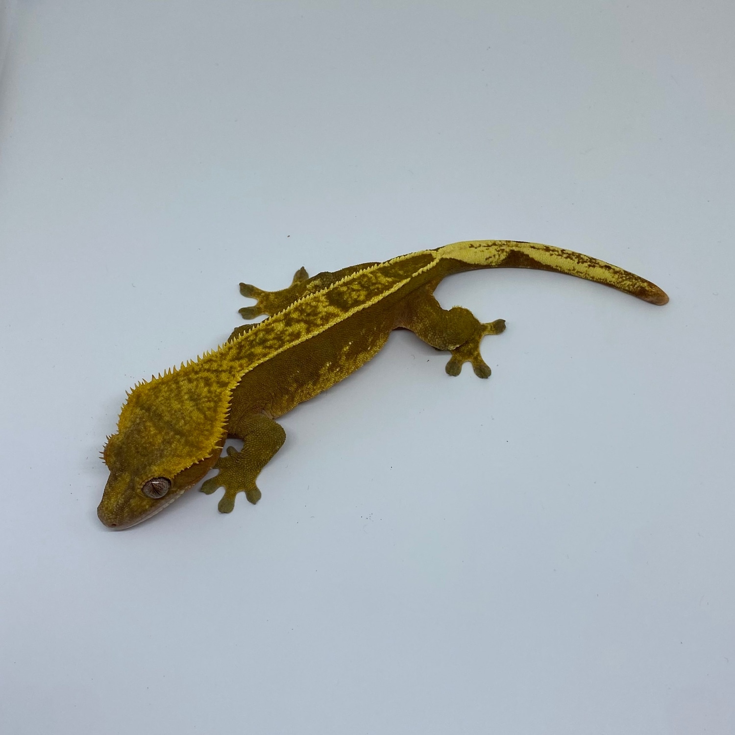 Female Red Crested Gecko by Predator and Prey Exotics - MorphMarket