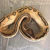 Highway Yellow Belly Gravel Ball Python Male by Predator and Prey Exotics