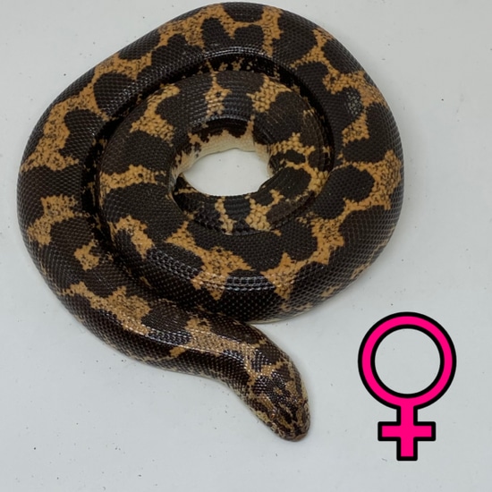 Normal Female Kenyan Sand Boa by Predator and Prey Exotics